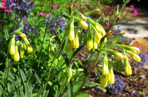Onosma stellulata | North American Rock Garden Society
