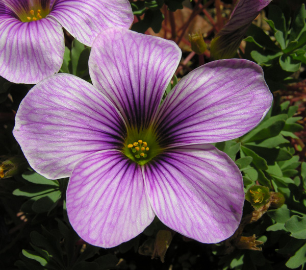 Oxalis 'Ione Hecker' | North American Rock Garden Society