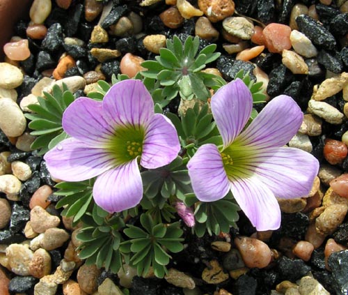 Oxalis 'Beatrice Anderson' | North American Rock Garden Society