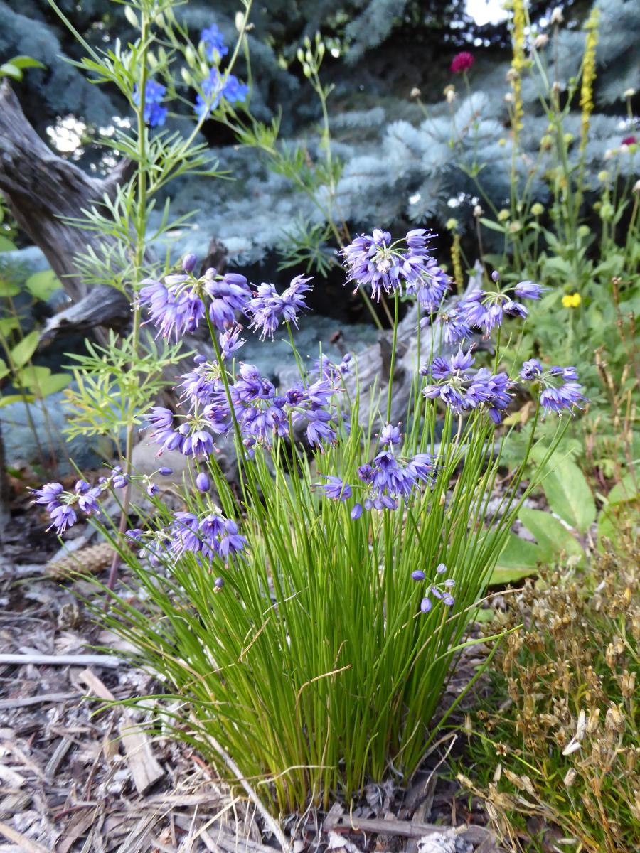 Allium cyaneum | North American Rock Garden Society