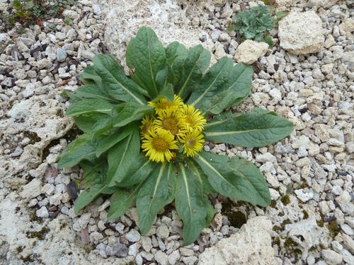 Inula rhizocephala | North American Rock Garden Society