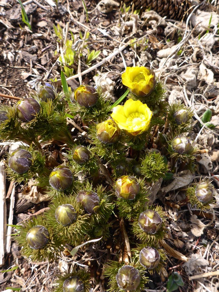 Adonis vernalis | North American Rock Garden Society
