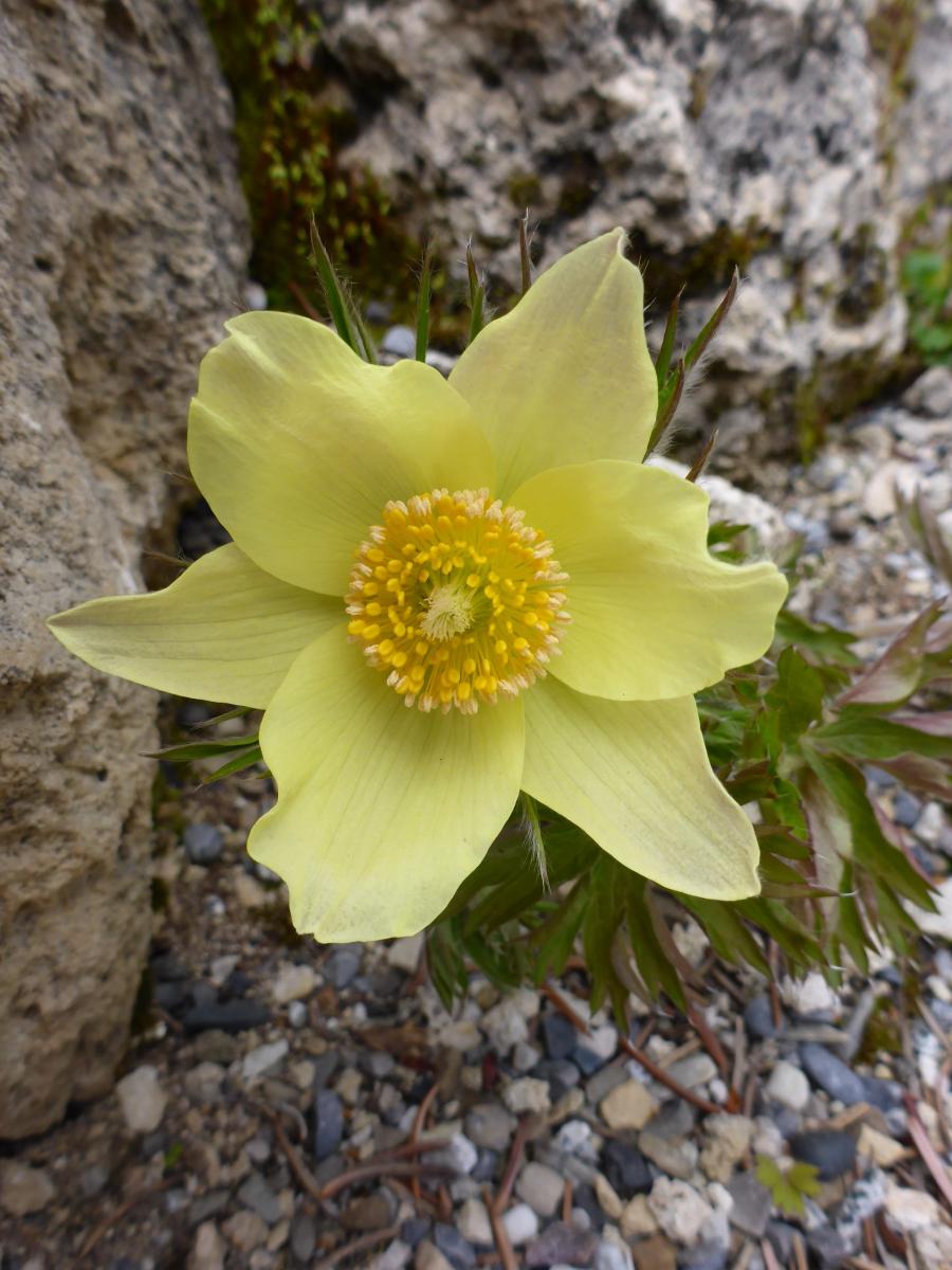 Pulsatilla patens subsp. flavescens | North American Rock Garden Society