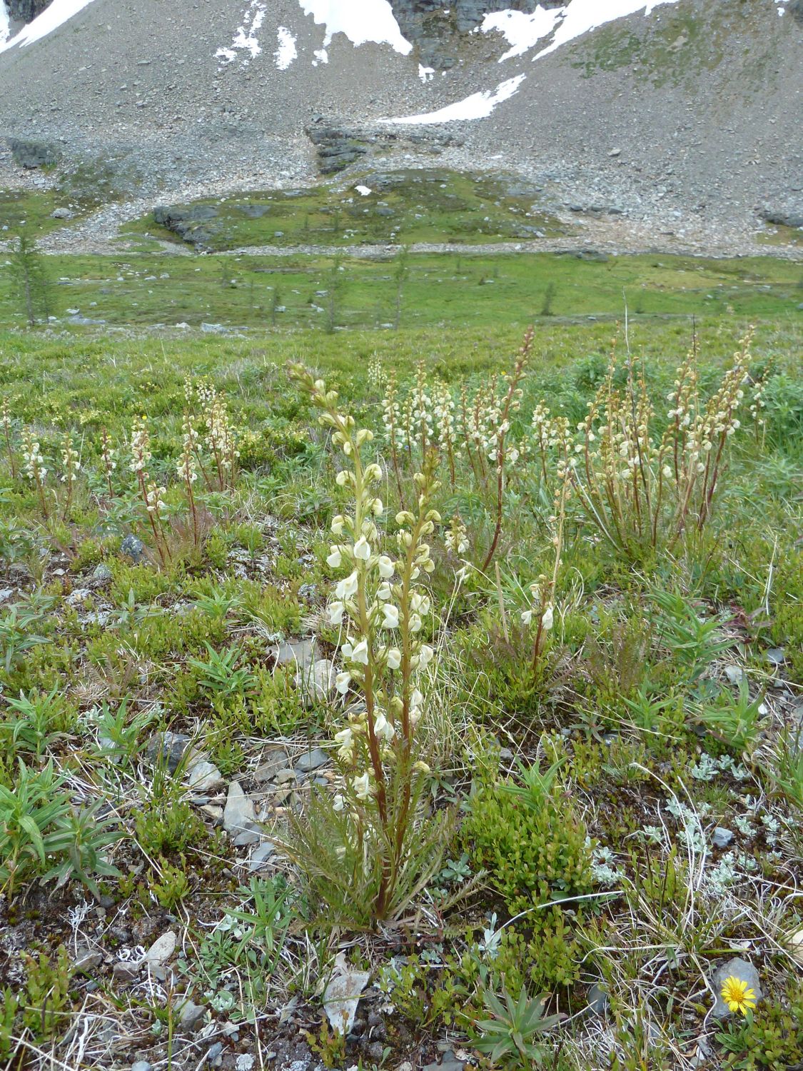 Pedicularis contorta | North American Rock Garden Society