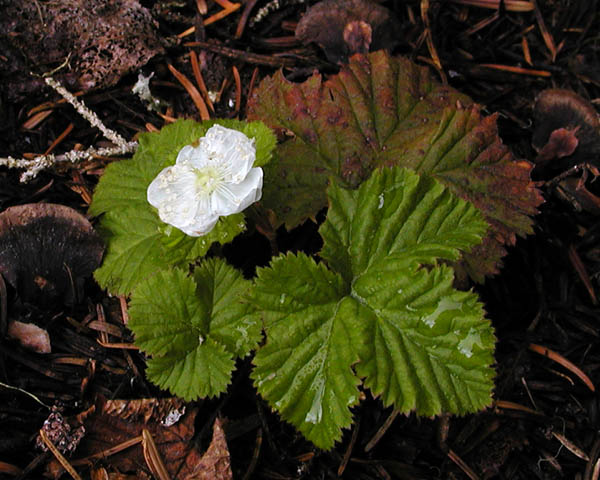 Rubus lasiococcus | North American Rock Garden Society