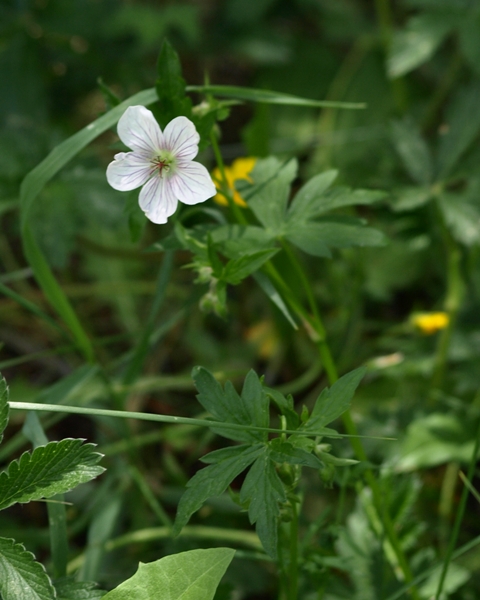 Geranium richardsonii | North American Rock Garden Society