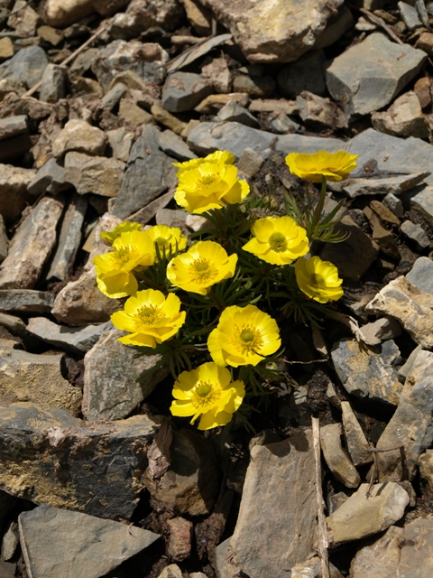 Ranunculus adoneus | North American Rock Garden Society