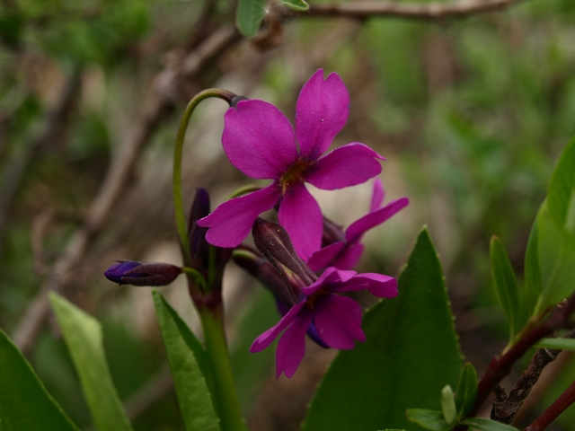 Primula parryi | North American Rock Garden Society