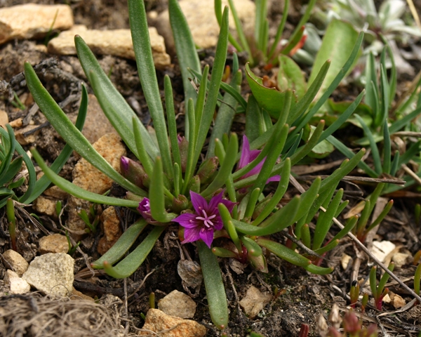 Lewisia pygmaea | North American Rock Garden Society