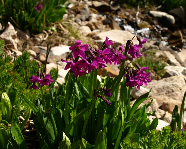 Primula parryi | North American Rock Garden Society