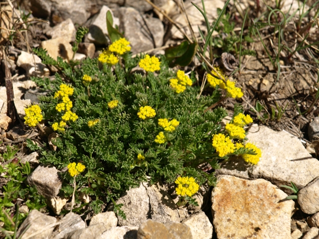 Oreoxis alpina | North American Rock Garden Society