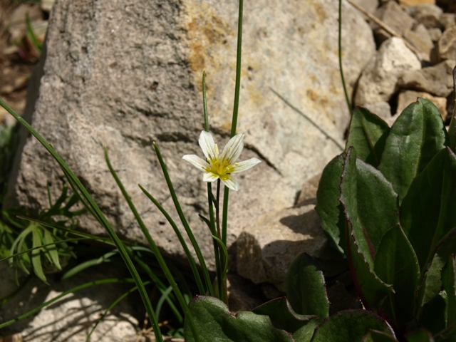 Lloydia serotina | North American Rock Garden Society