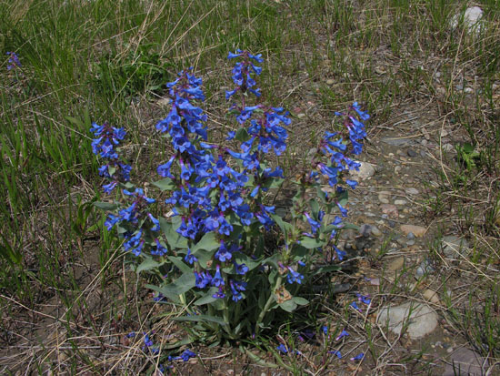 Penstemon nitidus | North American Rock Garden Society
