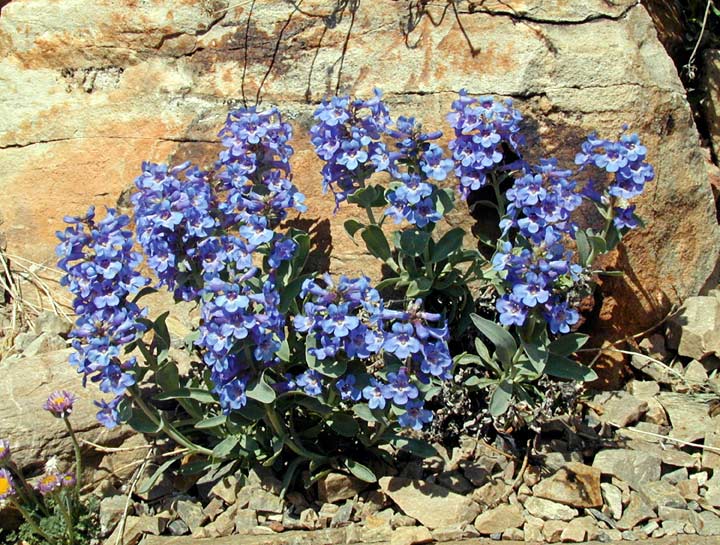 Penstemon nitidus | North American Rock Garden Society