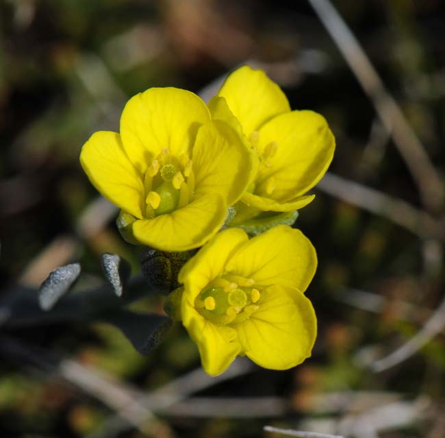 Physaria arctica | North American Rock Garden Society