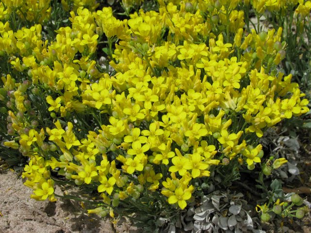 Physaria bellii | North American Rock Garden Society