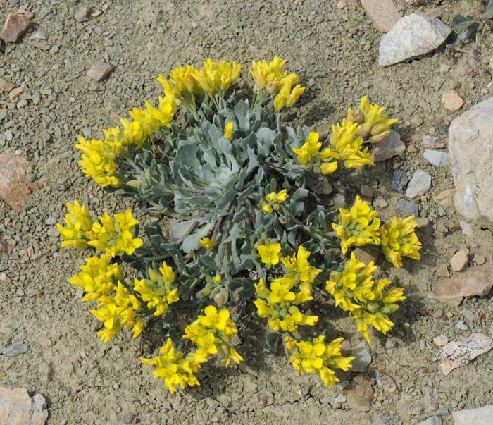 Physaria didymocarpa | North American Rock Garden Society