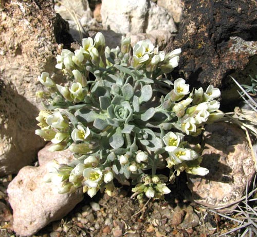 Physaria eburniflora | North American Rock Garden Society