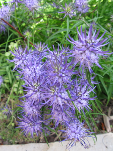 Phyteuma scheuchzeri | North American Rock Garden Society