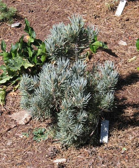 Pinus monophylla 'Blue Jazz' | North American Rock Garden Society