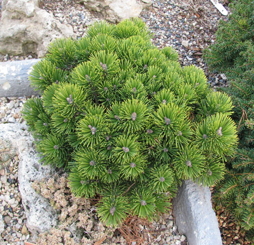 Pinus mugo 'Sherwood Compact' | North American Rock Garden Society