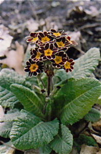 Primula X polyanthus 'Silver Laced' | North American Rock Garden Society