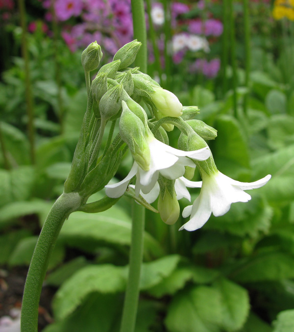 Primula alpicola 'Alba' | North American Rock Garden Society