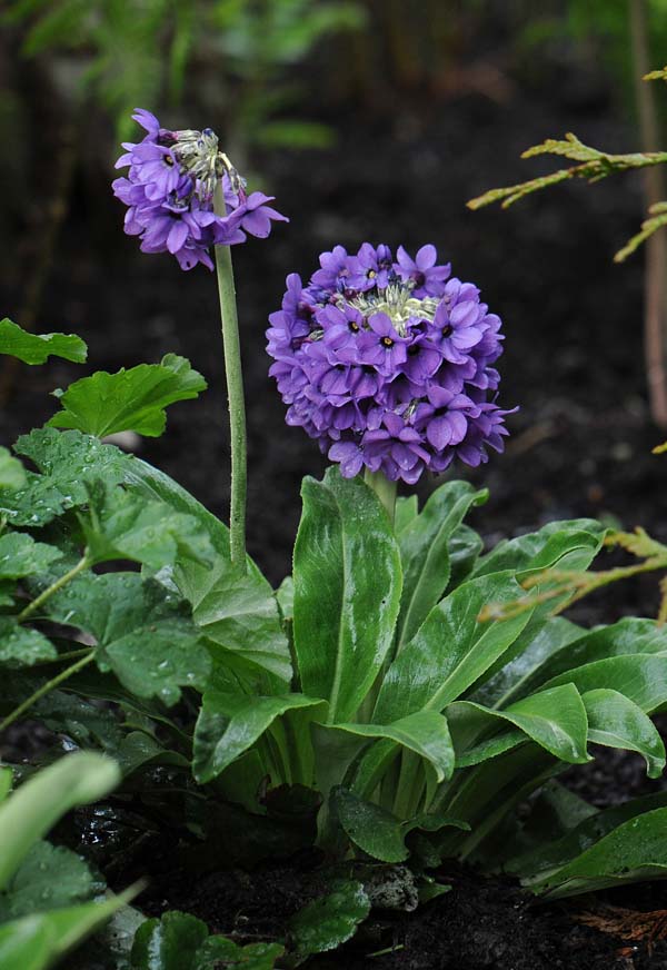 Primula chionantha subsp. sinopurpurea | North American Rock Garden Society