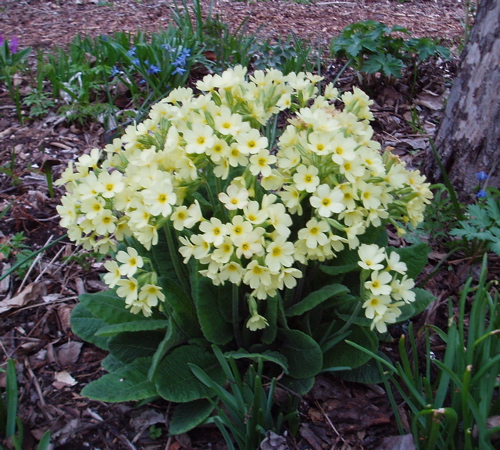 Primula elatior | North American Rock Garden Society