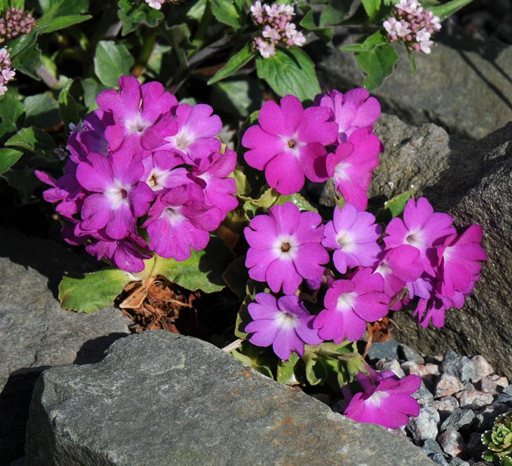 Primula hirsuta | North American Rock Garden Society