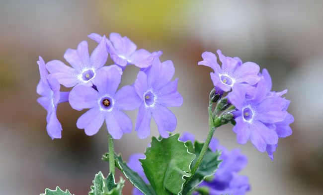 Primula marginata | North American Rock Garden Society