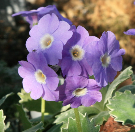 Primula marginata 'Linda Pope' | North American Rock Garden Society