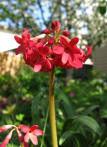 Primula maximowiczii | North American Rock Garden Society