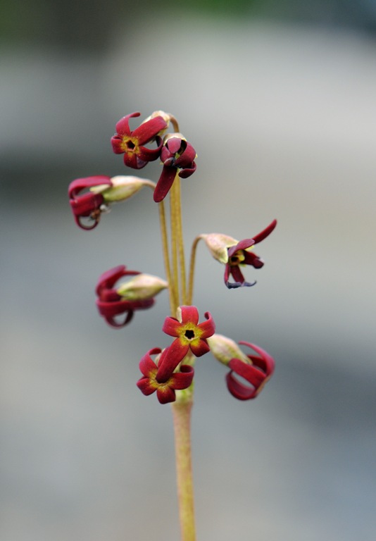 Primula tangutica | North American Rock Garden Society