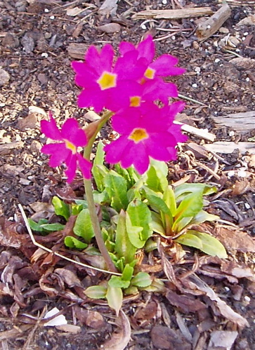 Primula rosea | North American Rock Garden Society