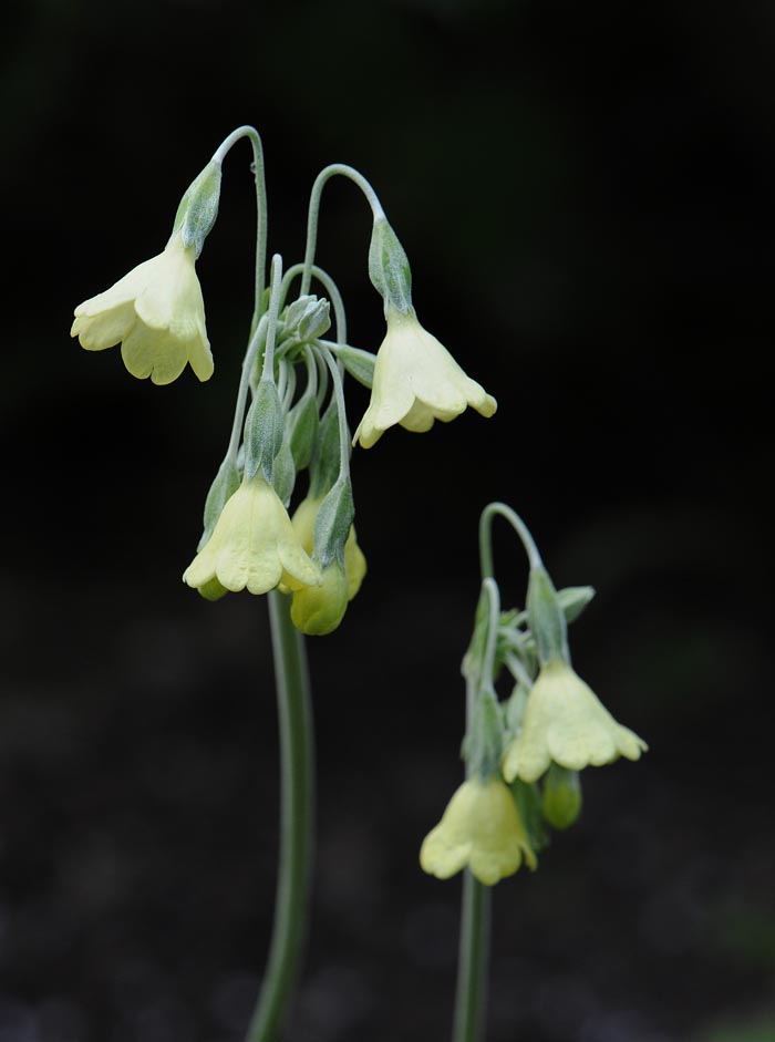 Primula sikkimensis | North American Rock Garden Society