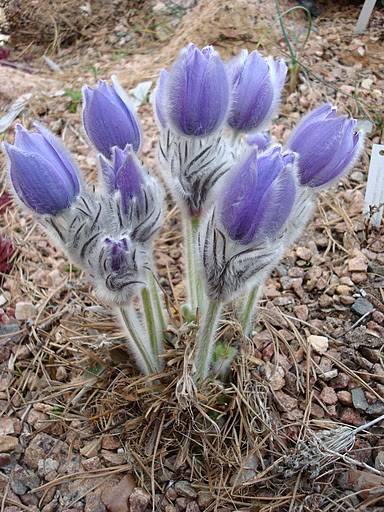 Pulsatilla halleri | North American Rock Garden Society