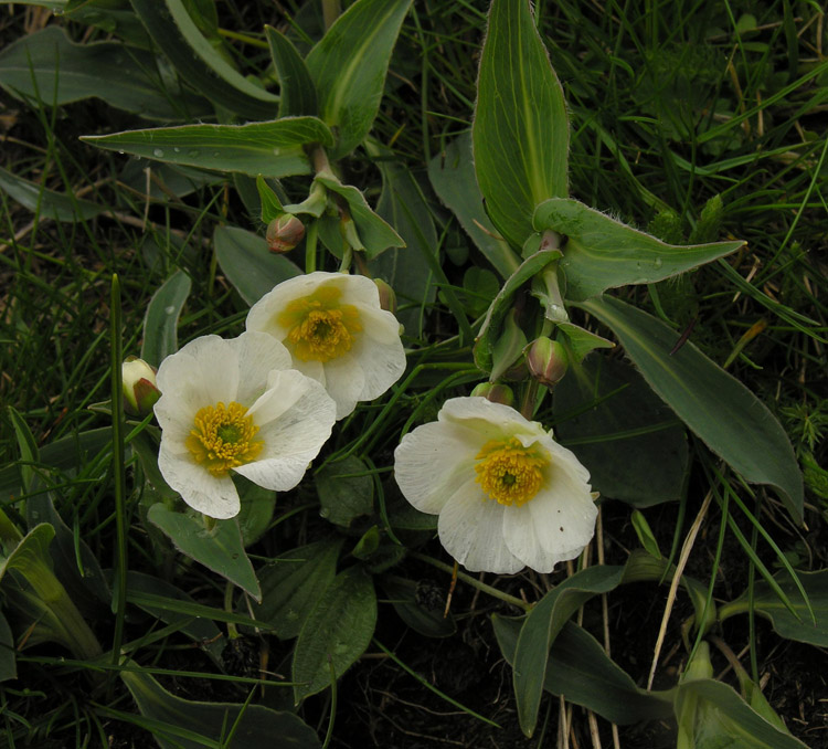 Ranunculus amplexicaulis | North American Rock Garden Society