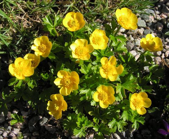 Ranunculus montanus 'Molten Gold' | North American Rock Garden Society