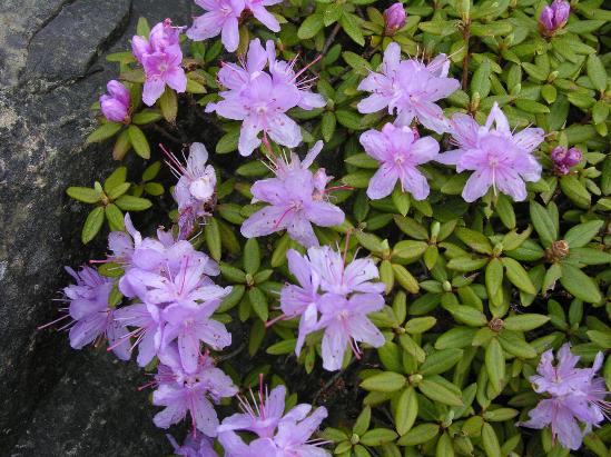 Rhododendron 'Ramapo' | North American Rock Garden Society