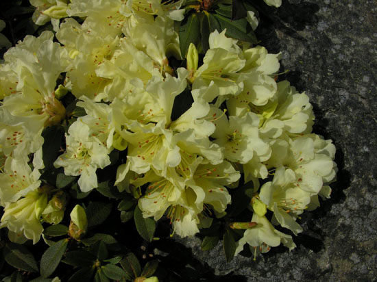 Rhododendron 'Patty Bee' | North American Rock Garden Society