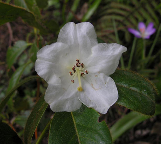 Rhododendron 'Snow Lady' | North American Rock Garden Society