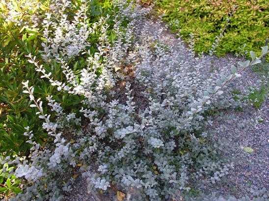 Salix repens 'Argentea' | North American Rock Garden Society