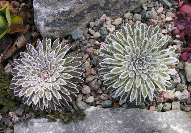 Saxifraga longifolia | North American Rock Garden Society