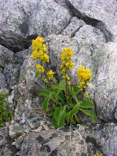 Solidago hispida | North American Rock Garden Society