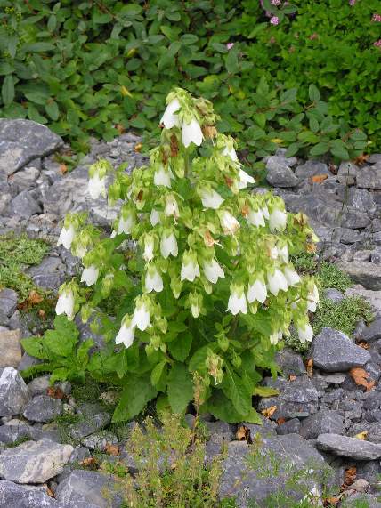 Symphyandra hoffmannii | North American Rock Garden Society