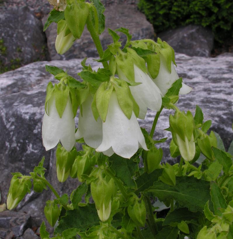 Symphyandra hoffmannii | North American Rock Garden Society