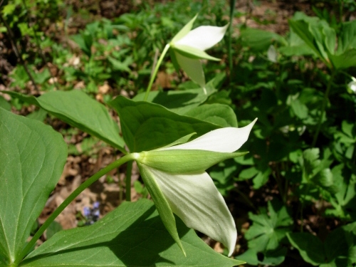 Trillium simile | North American Rock Garden Society