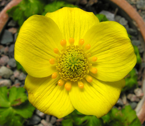 Trollius acaulis | North American Rock Garden Society