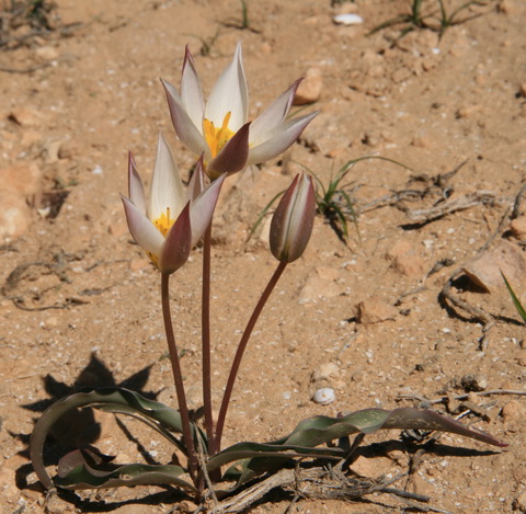 Tulipa biflora | North American Rock Garden Society